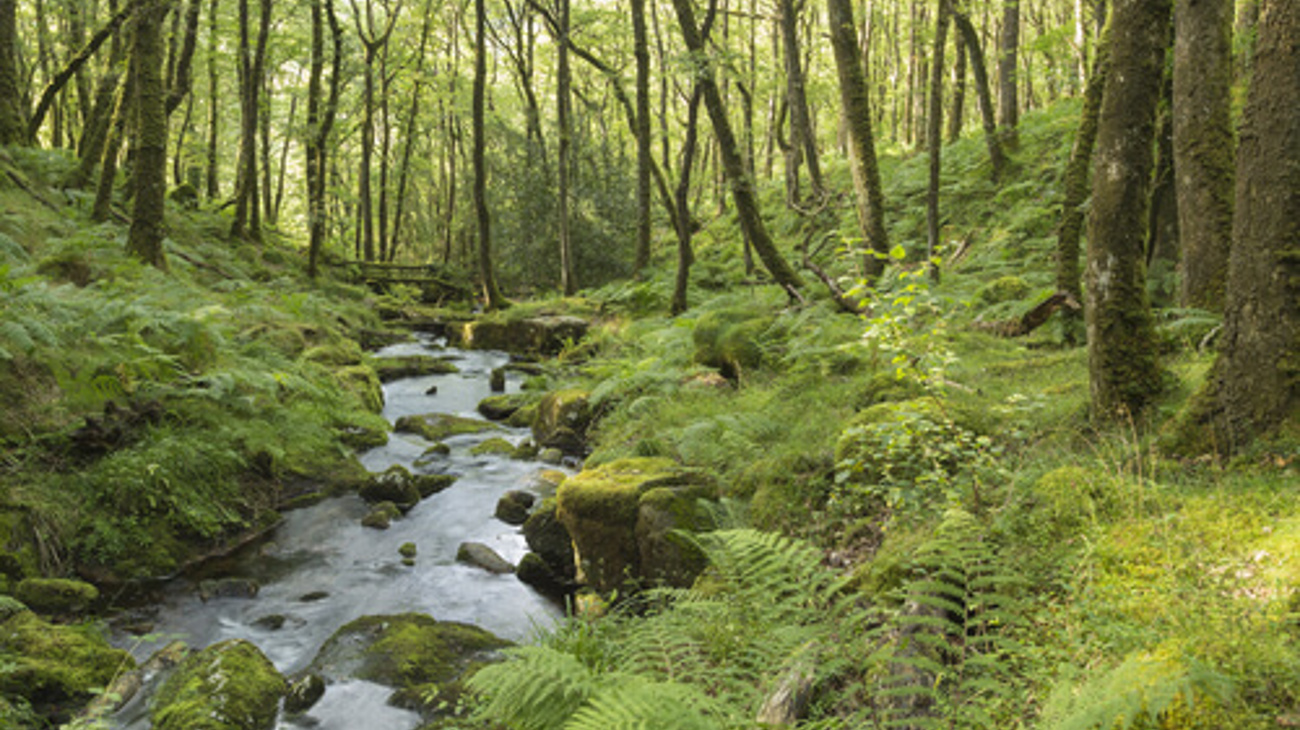 How local business leaders can help to save our streams | CBI